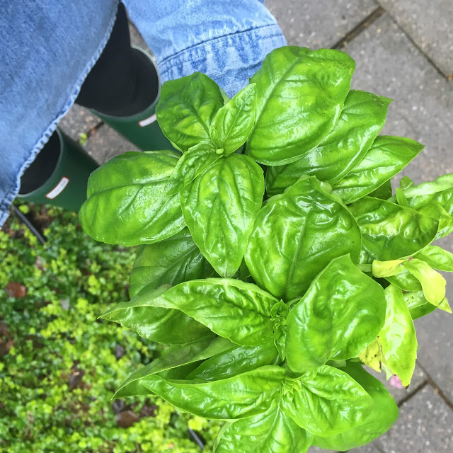 Rain and More Rain... - Cottage and Vine
